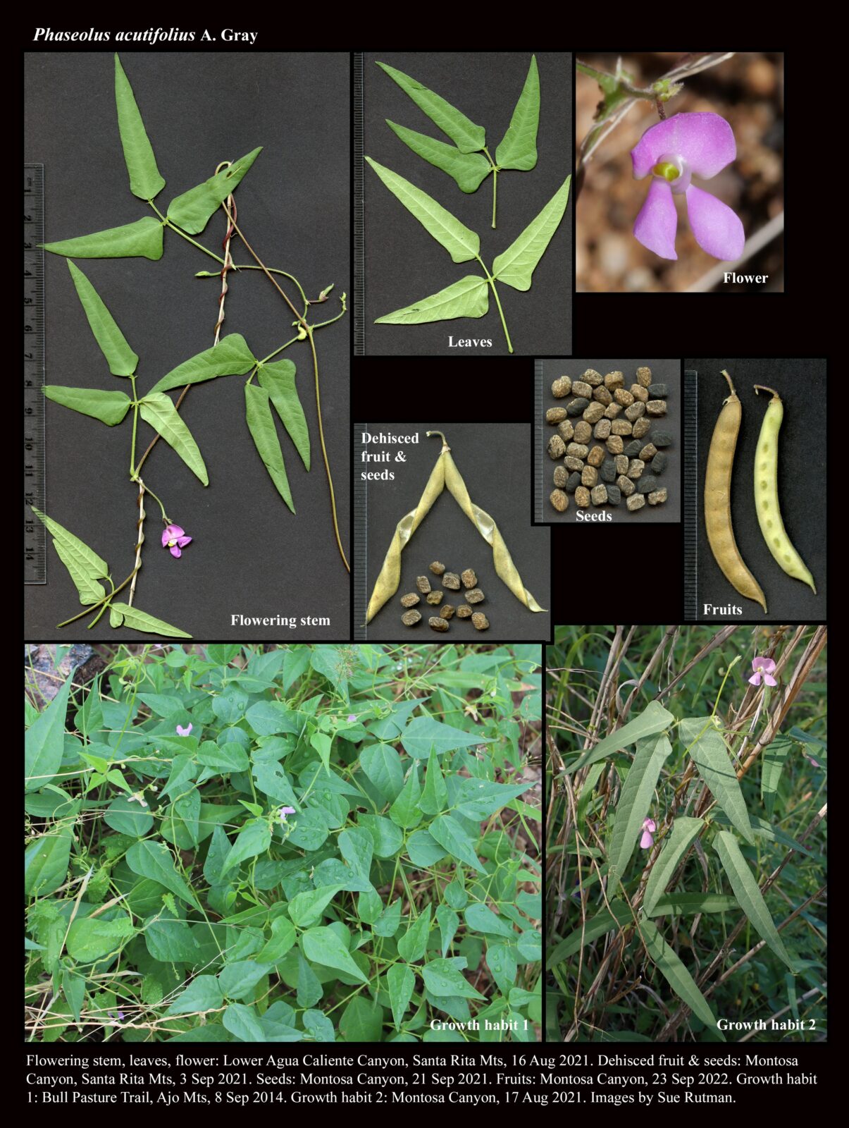 Phaseolus acutifolius : The Arizona Native Plant Society