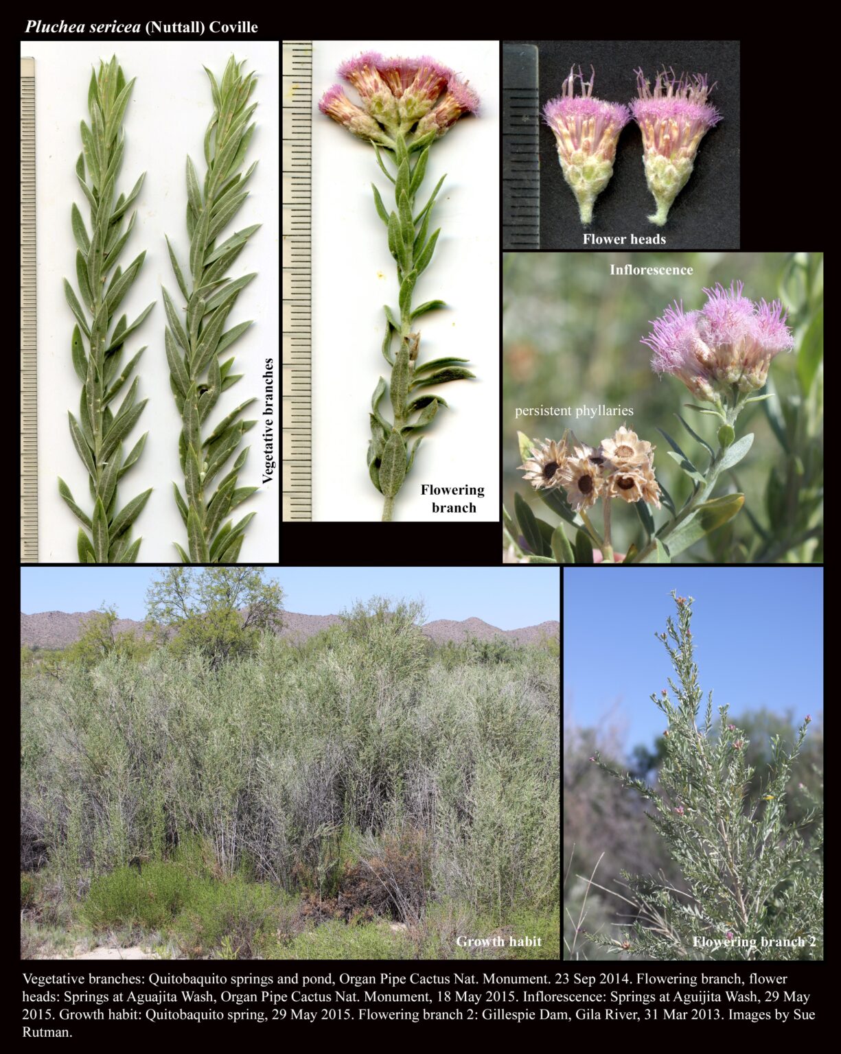 Pluchea sericea : The Arizona Native Plant Society