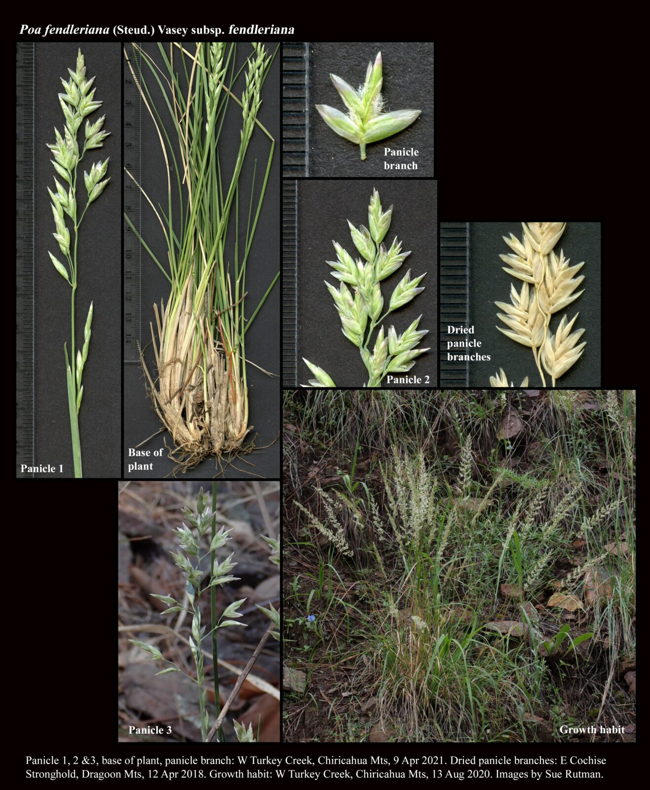 Poa fendleriana subsp. fendleriana : The Arizona Native Plant Society