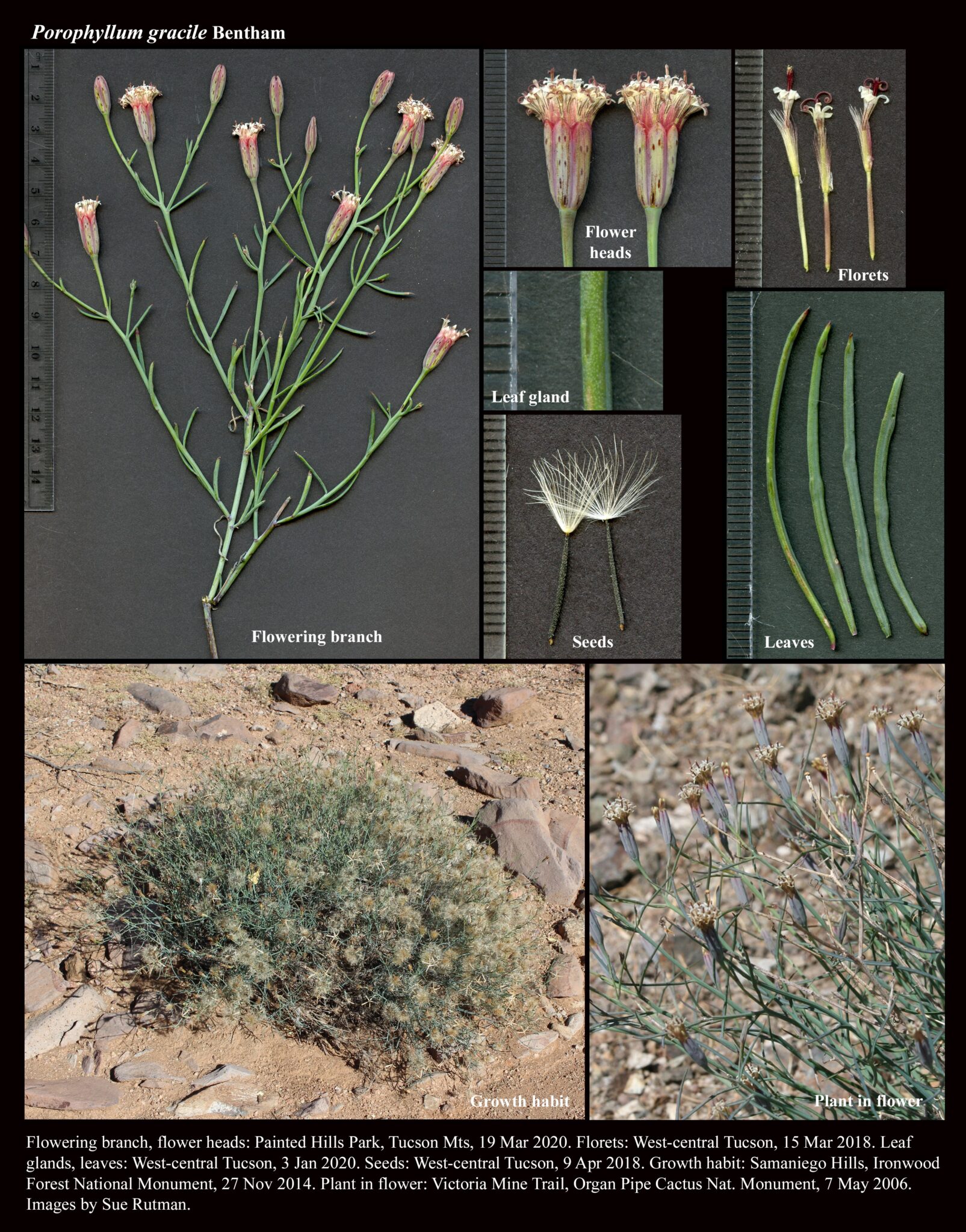 Porophyllum gracile : The Arizona Native Plant Society