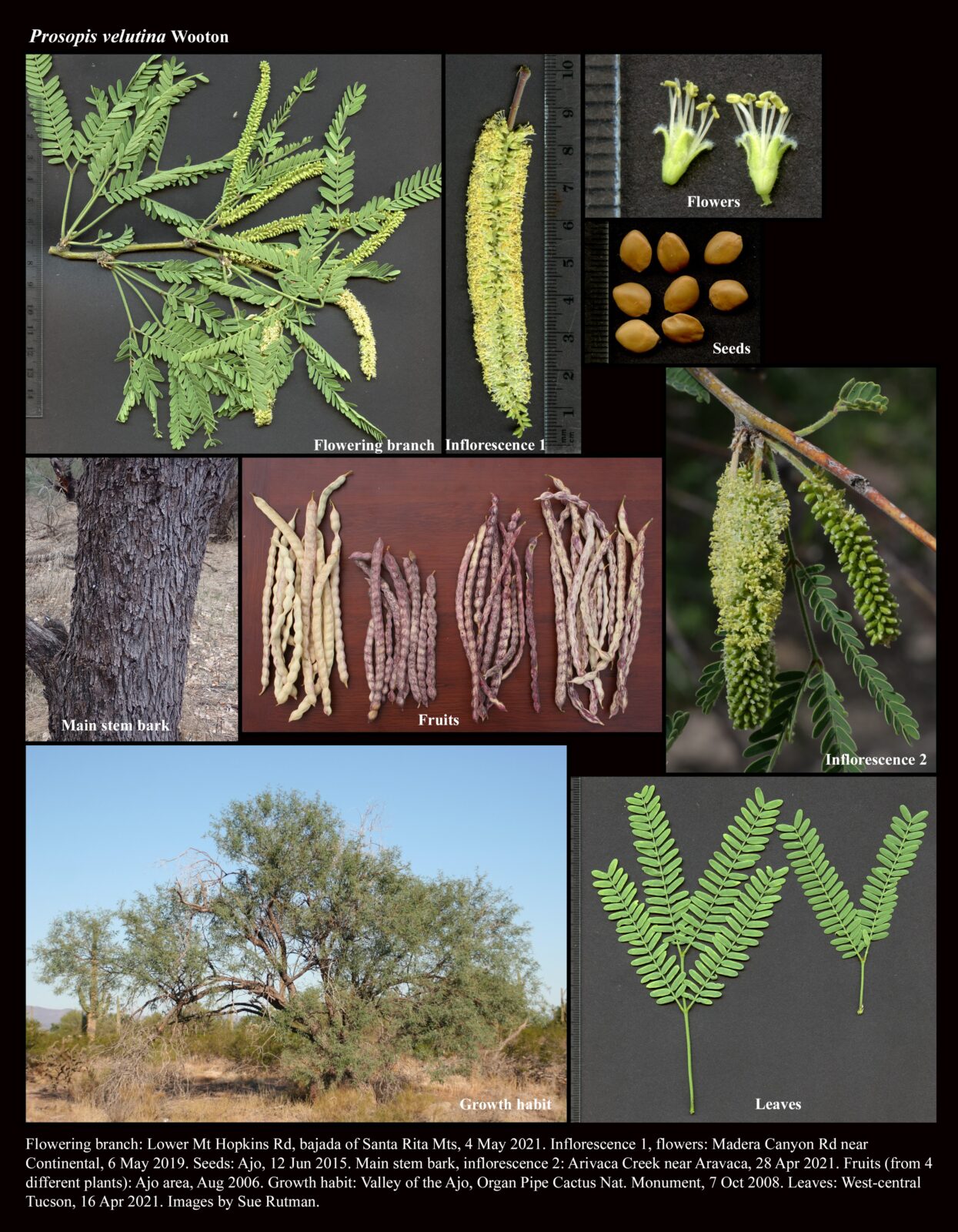 Prosopis velutina : The Arizona Native Plant Society