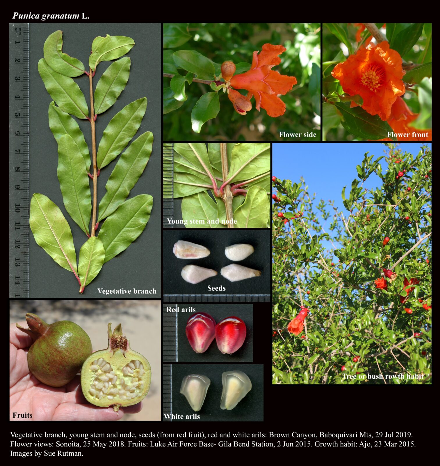 Punica granatum : The Arizona Native Plant Society