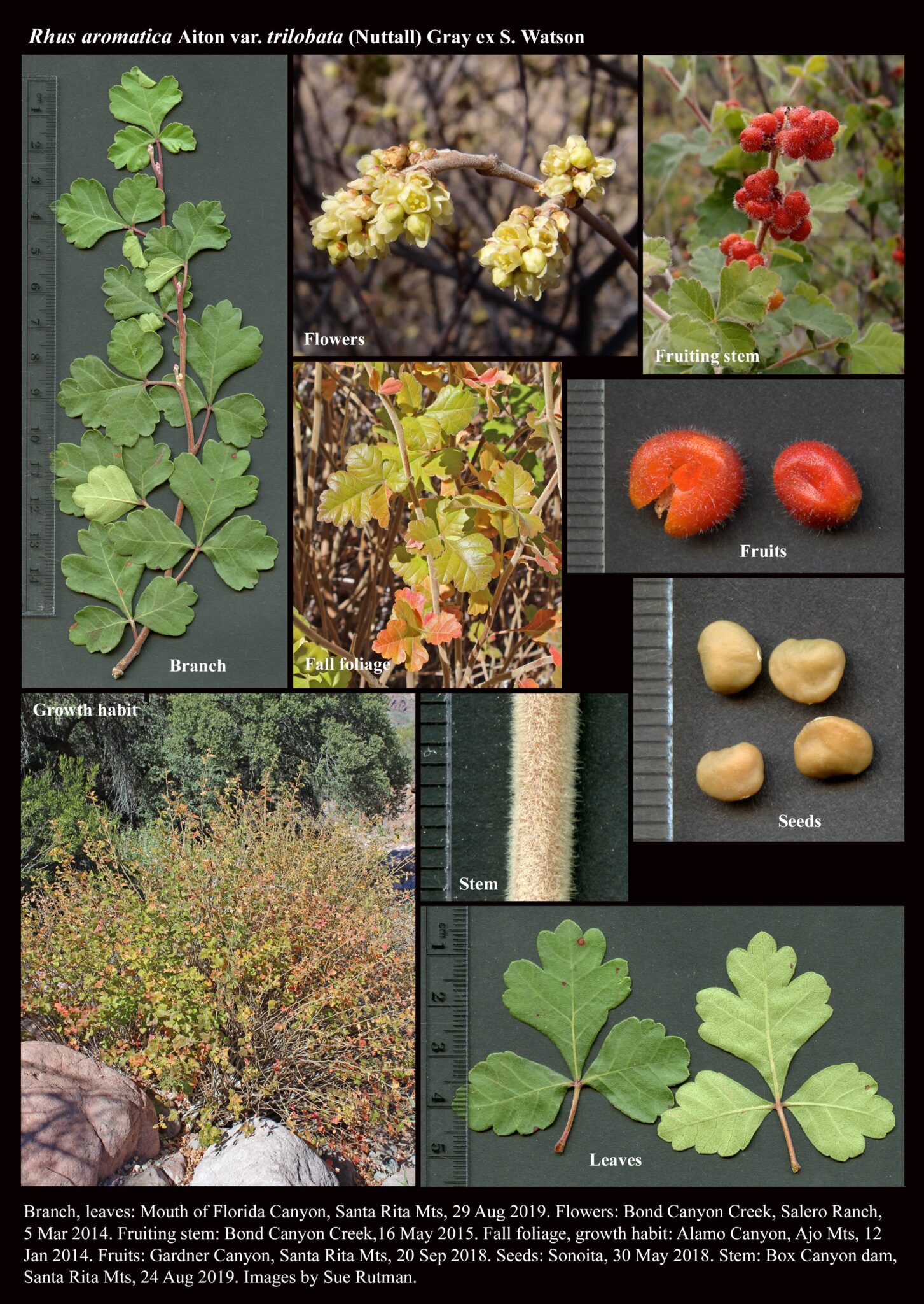 Rhus aromatica var. trilobata : The Arizona Native Plant Society