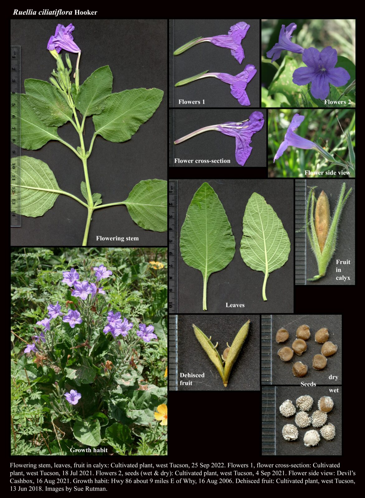 Ruellia ciliatiflora : The Arizona Native Plant Society