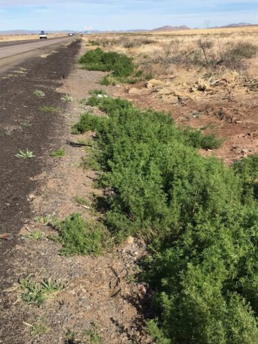 Stinknet is Now Emerging in Phoenix and Tucson : The Arizona Native ...
