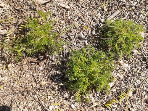 Stinknet is Now Emerging in Phoenix and Tucson : The Arizona Native ...