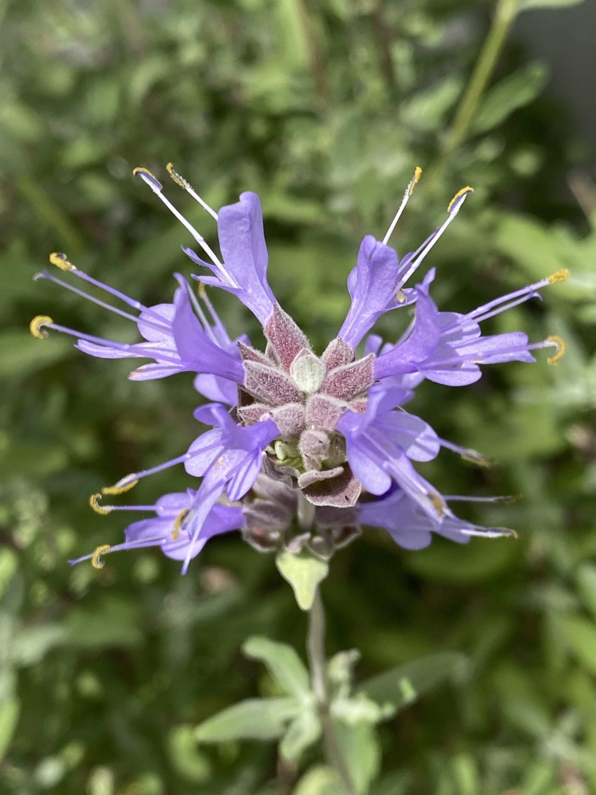 Tucson : The Arizona Native Plant Society