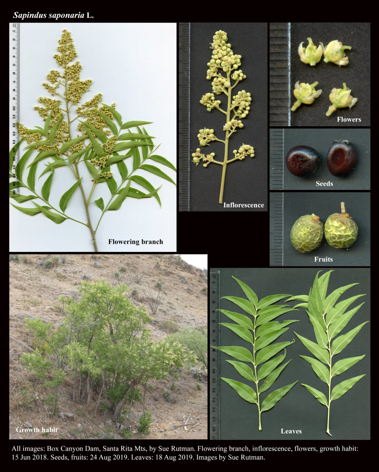 Sapindus saponaria : The Arizona Native Plant Society