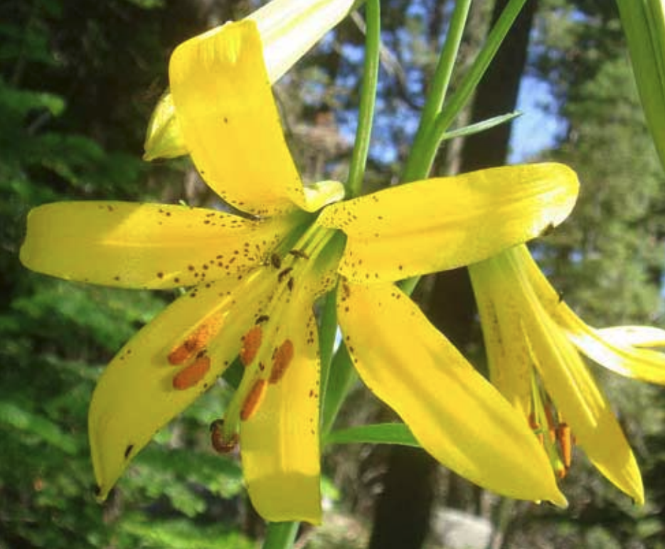 SPOTLIGHT ON A NATIVE PLANT, Lemon Lily by David Stith : The Arizona ...