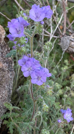 Easter Wildflowers and Native Plants on Tucson A-Mountain Summit : The ...