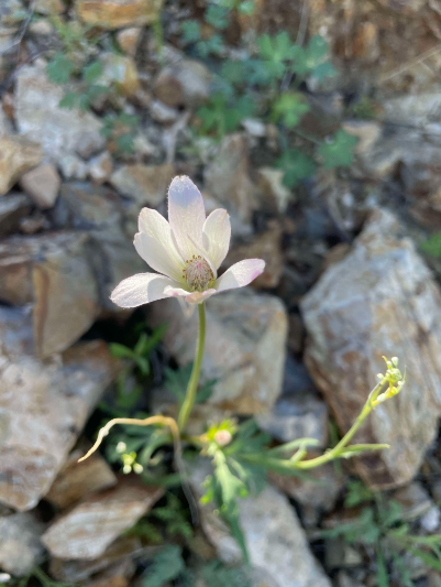 Spring Flowers at Tucson Greasewood Park : The Arizona Native Plant Society