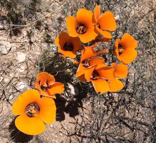 Wildflowers, Mariposa Lily habitat and much more along the Loop Trail ...