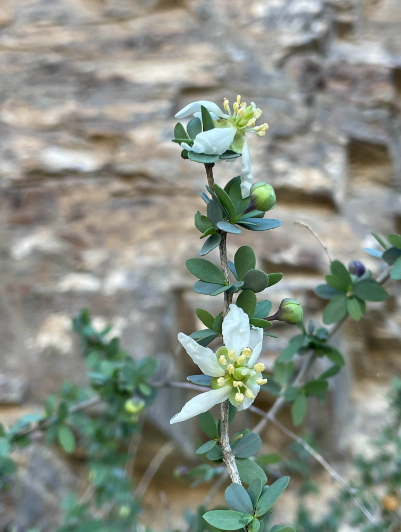 Spring Flowers, Ferns and Petroglyphs, Kings Canyon, Tucson Mts and ...