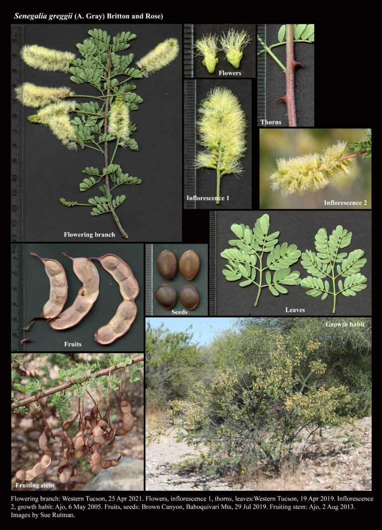 Senegalia greggii : The Arizona Native Plant Society