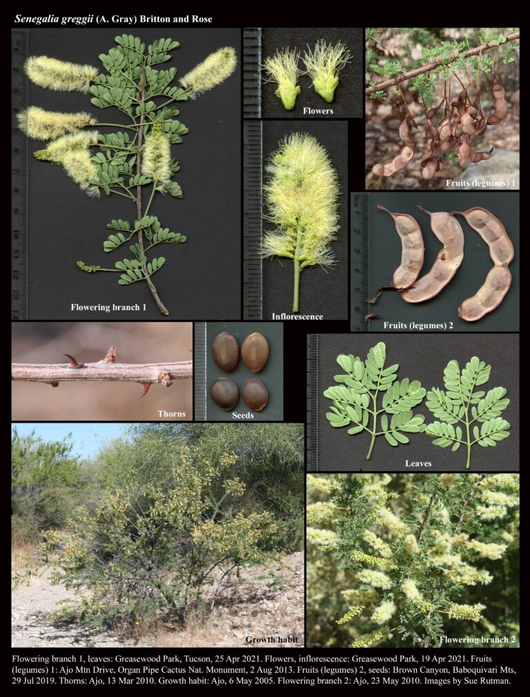 Senegalia greggii : The Arizona Native Plant Society