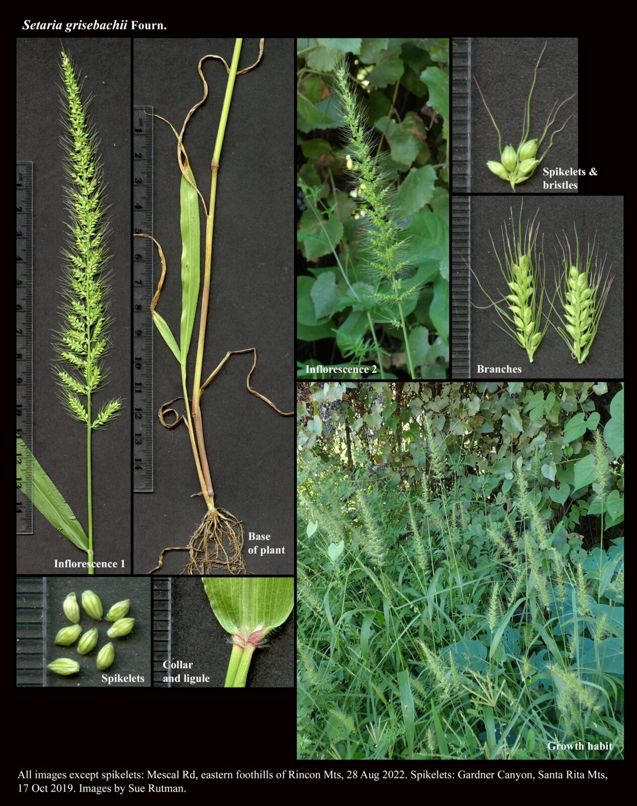 Setaria grisebachii : The Arizona Native Plant Society