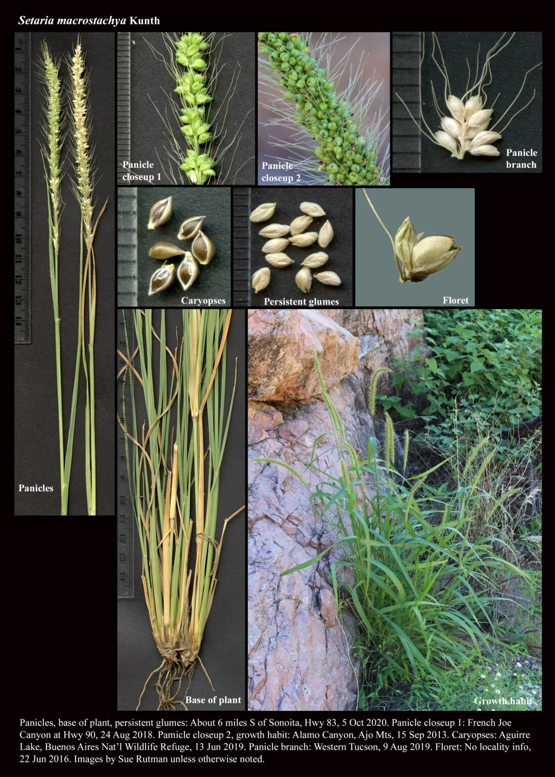 Setaria macrostachya : The Arizona Native Plant Society