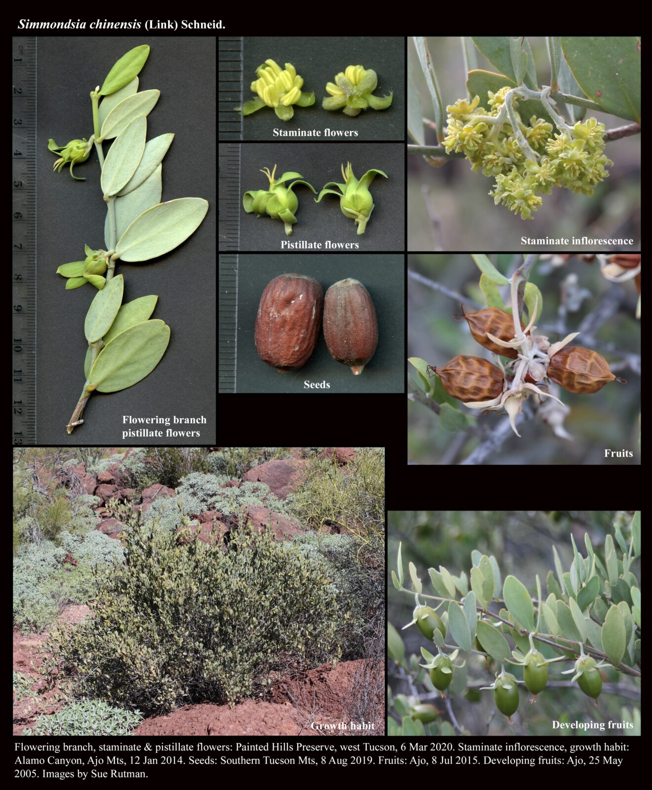 Simmondsia chinensis : The Arizona Native Plant Society