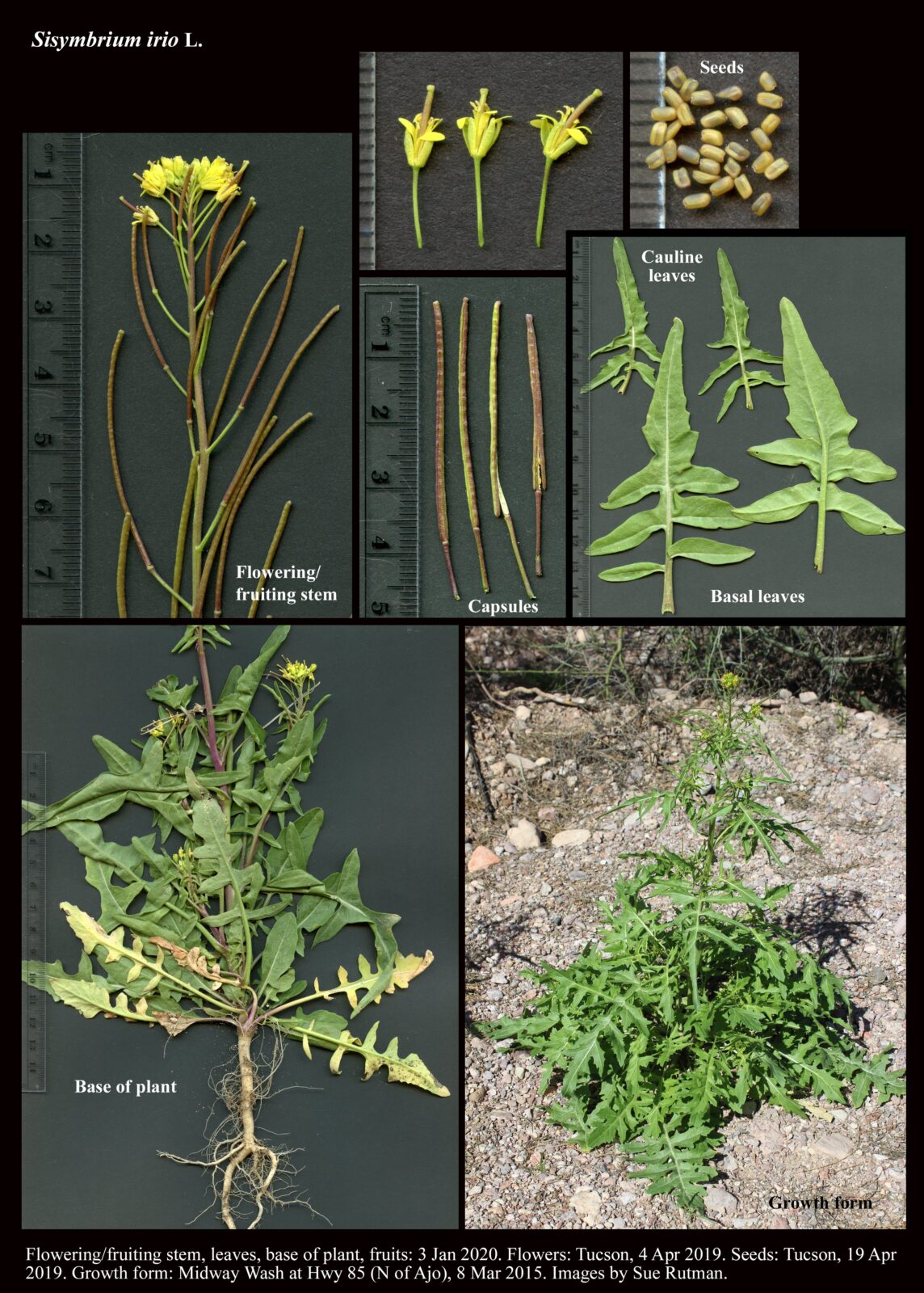 Sisymbrium irio : The Arizona Native Plant Society