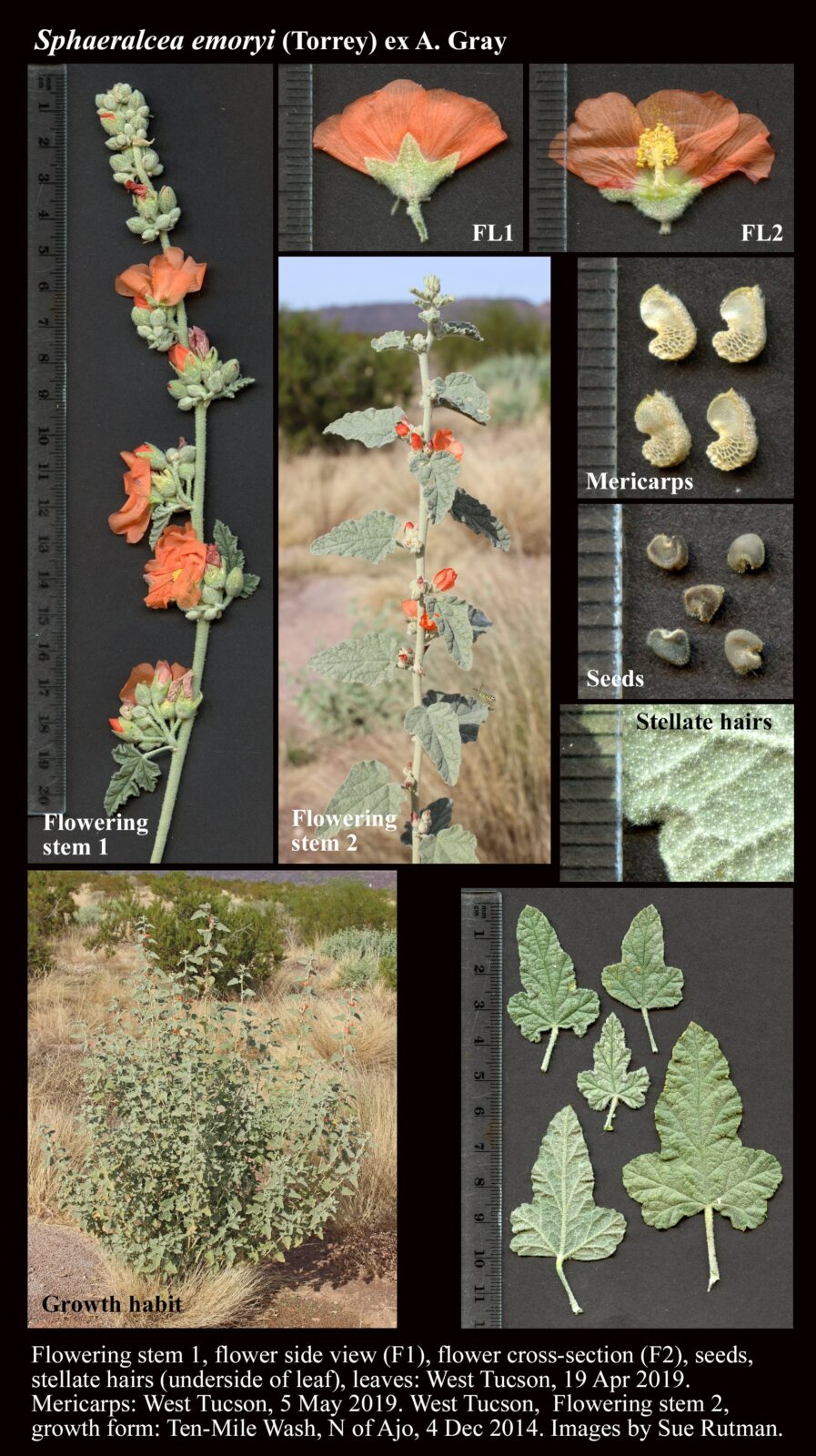 Sphaeralcea emoryi : The Arizona Native Plant Society