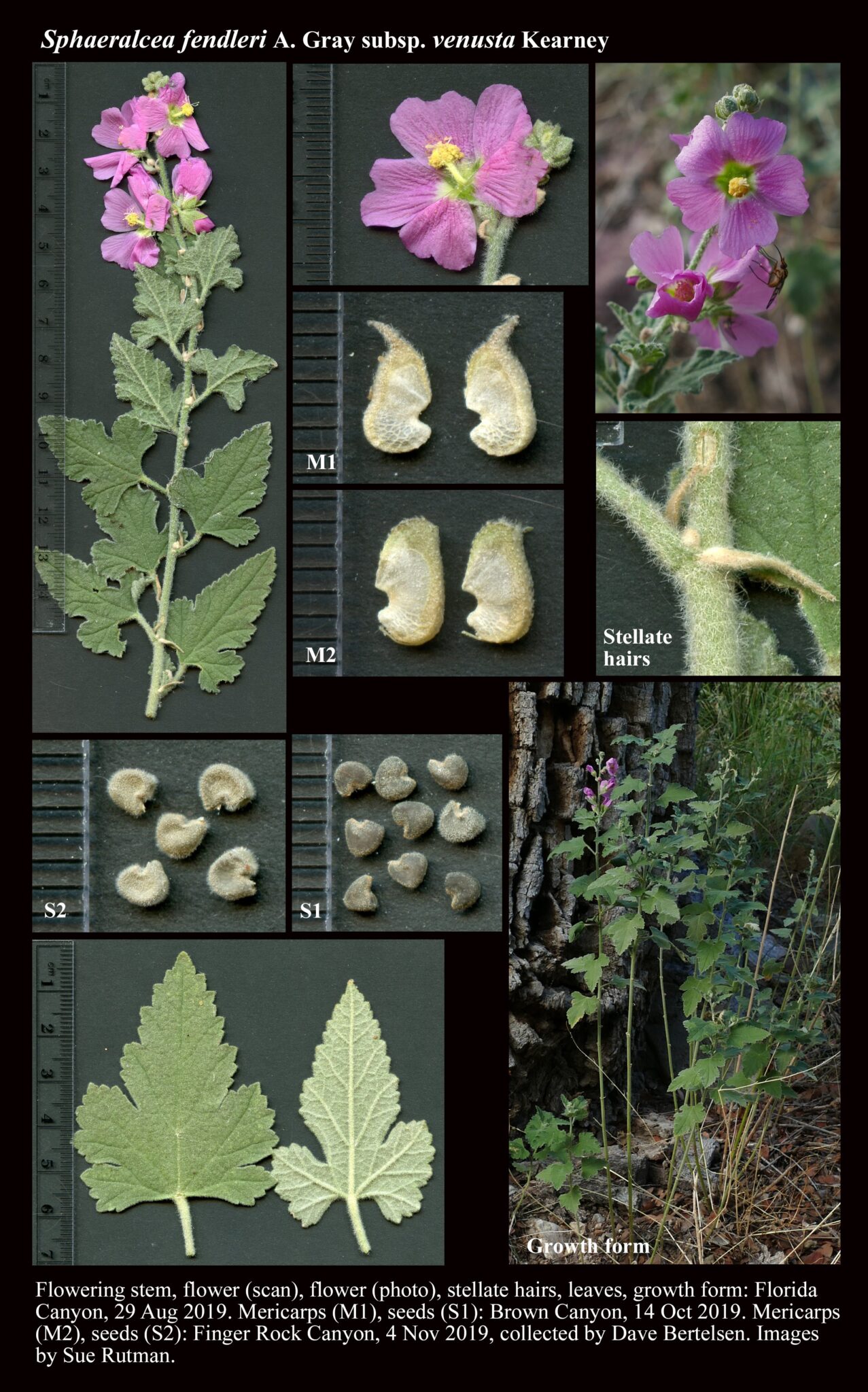 Sphaeralcea fendleri var. venusta : The Arizona Native Plant Society