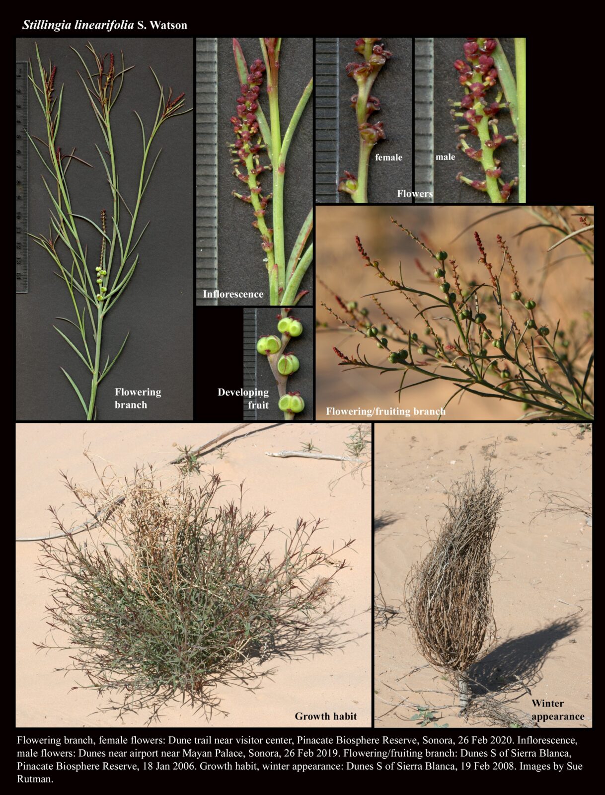 Stillingia linearifolia : The Arizona Native Plant Society