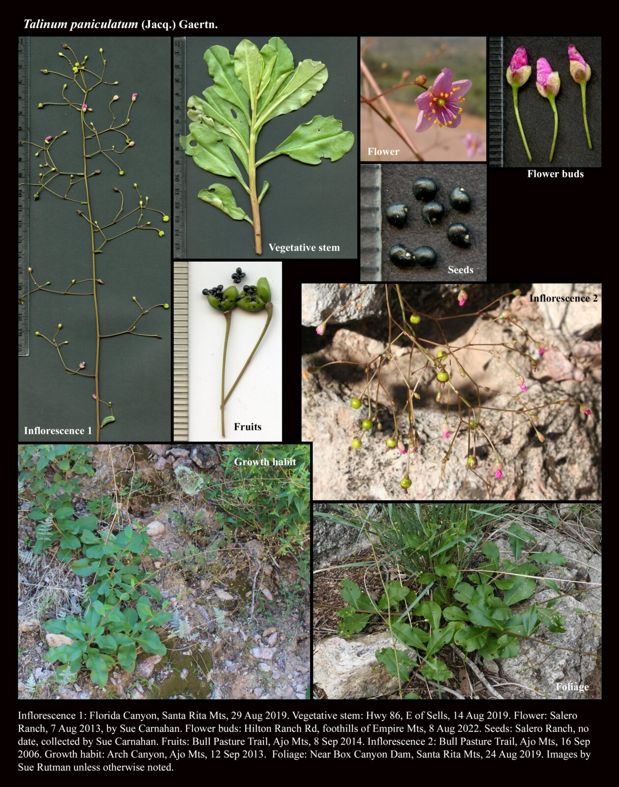 Talinum paniculatum : The Arizona Native Plant Society