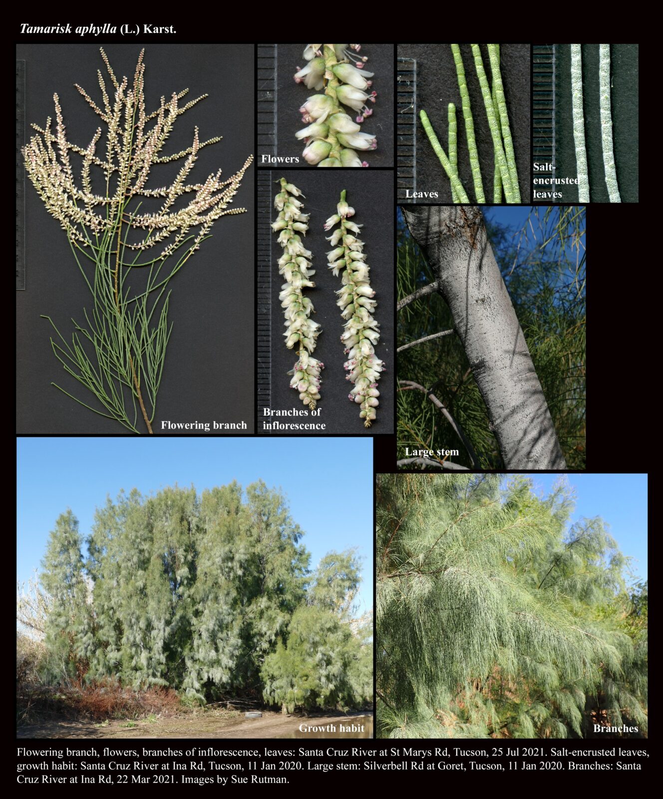 Tamarix aphylla : The Arizona Native Plant Society