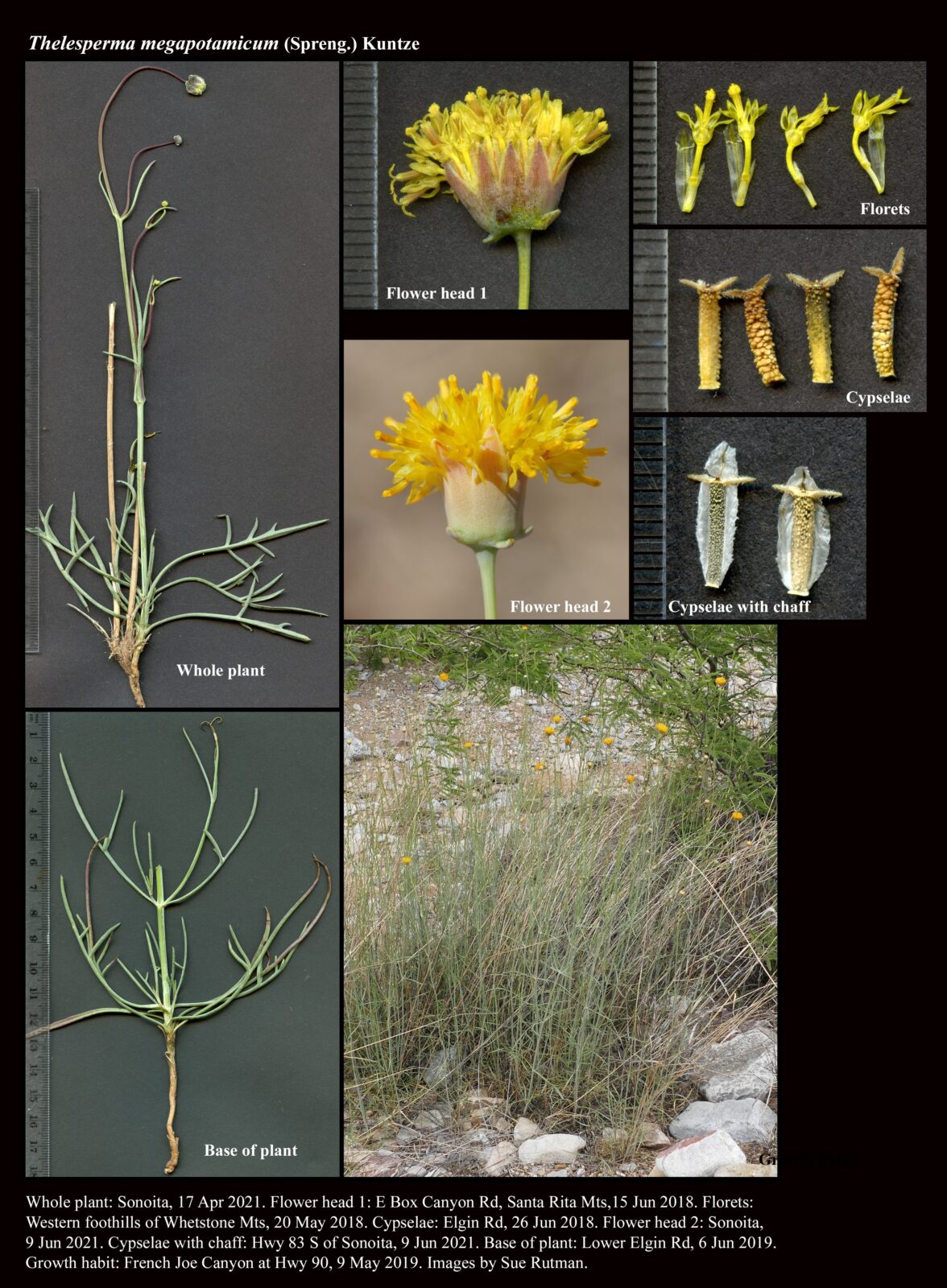 Thelesperma megapotamicum : The Arizona Native Plant Society