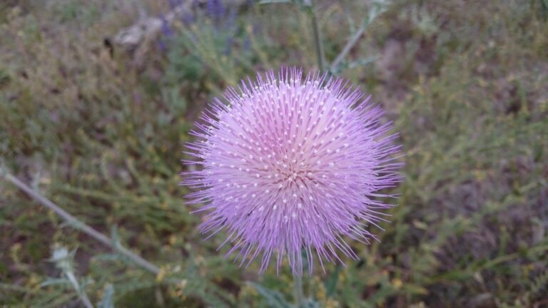 Plant Profile: New Mexico Thistle : The Arizona Native Plant Society