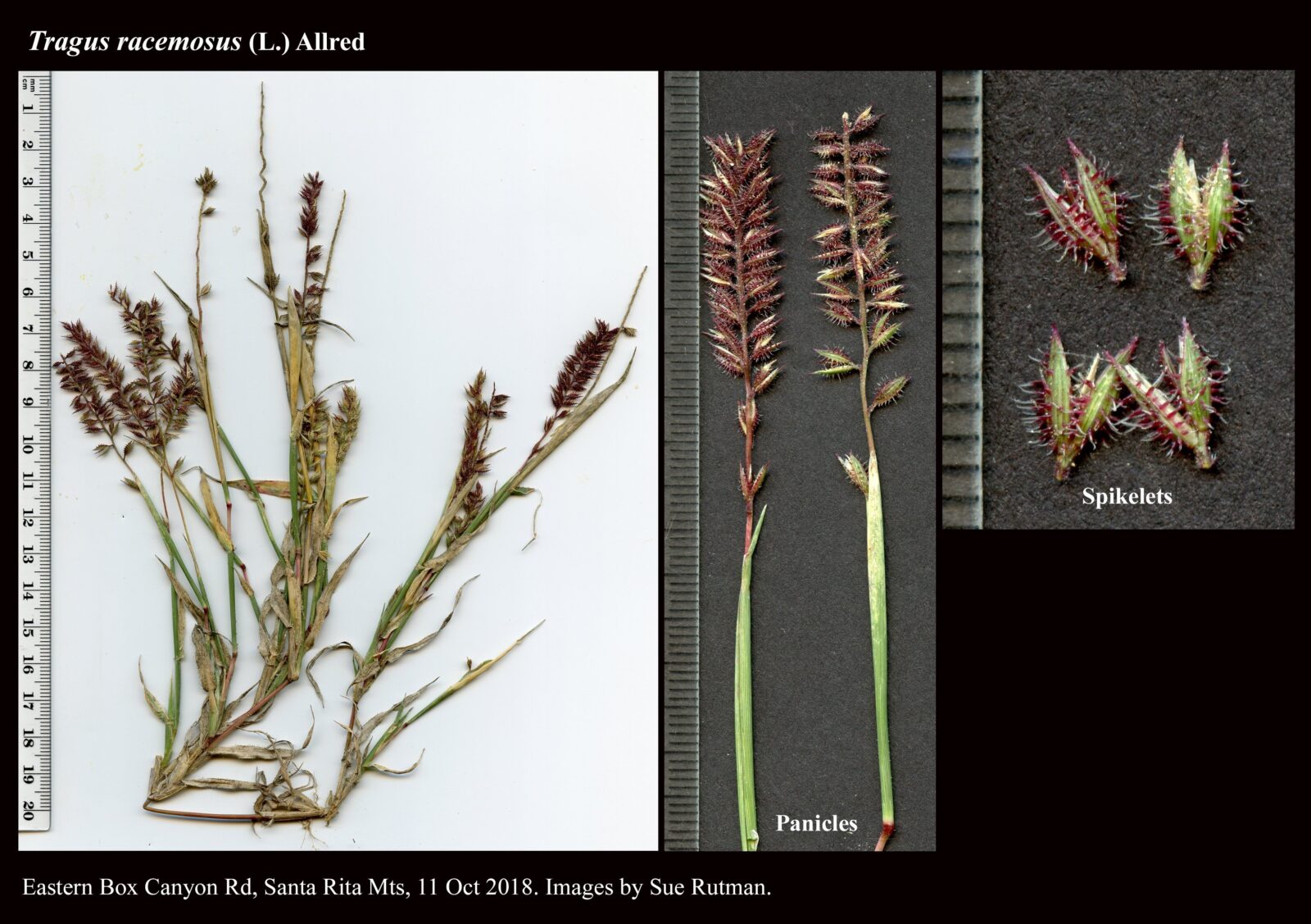 Tragus racemosus : The Arizona Native Plant Society
