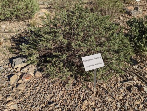 The Waterman Restoration Project : The Arizona Native Plant Society