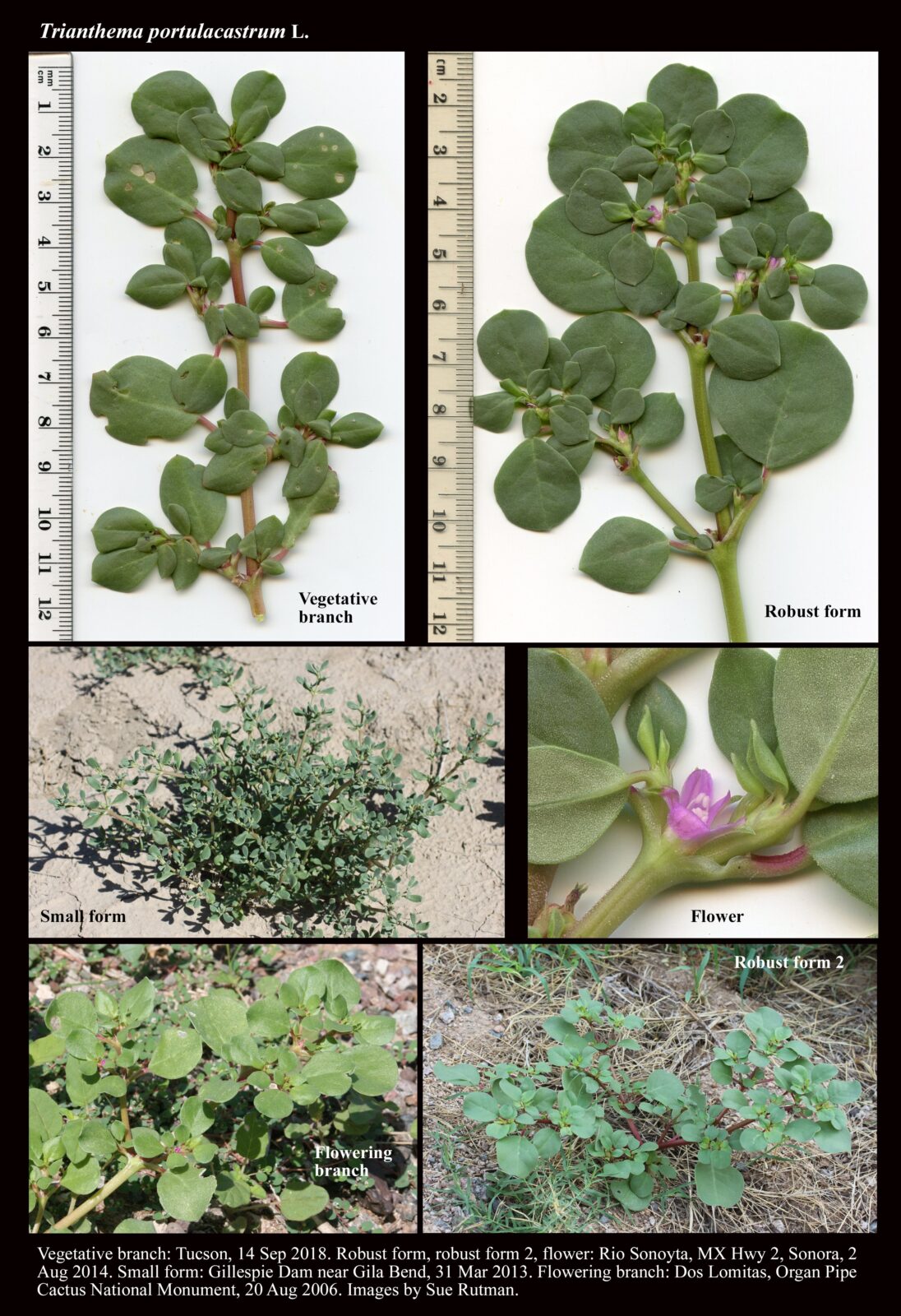 Trianthema portulacastrum : The Arizona Native Plant Society