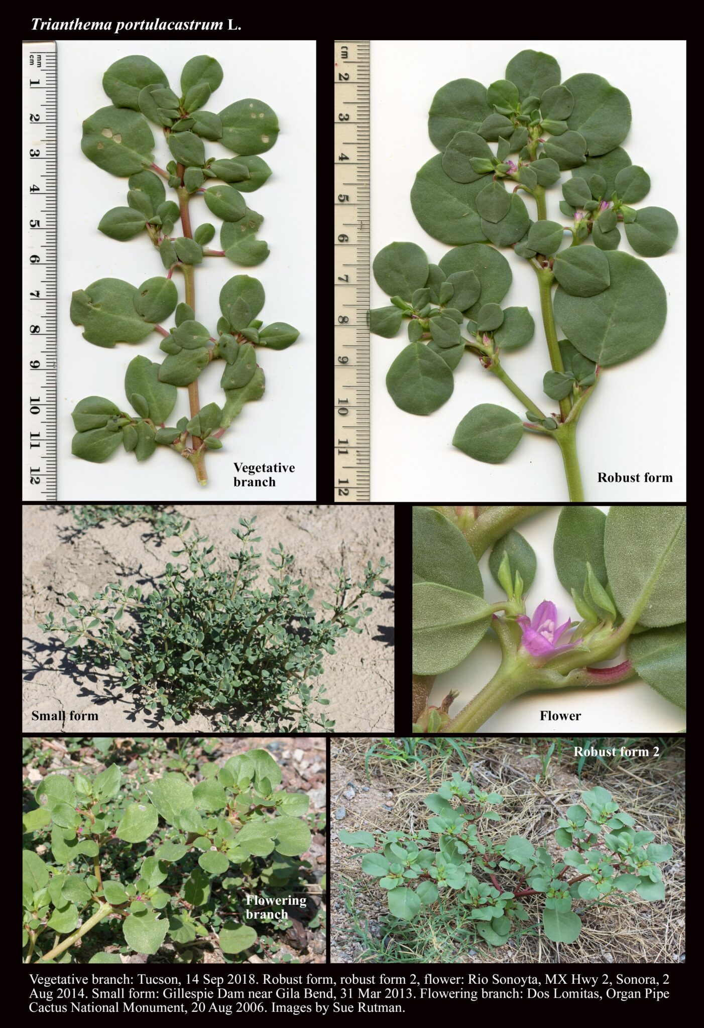 Trianthema portulacastrum : The Arizona Native Plant Society