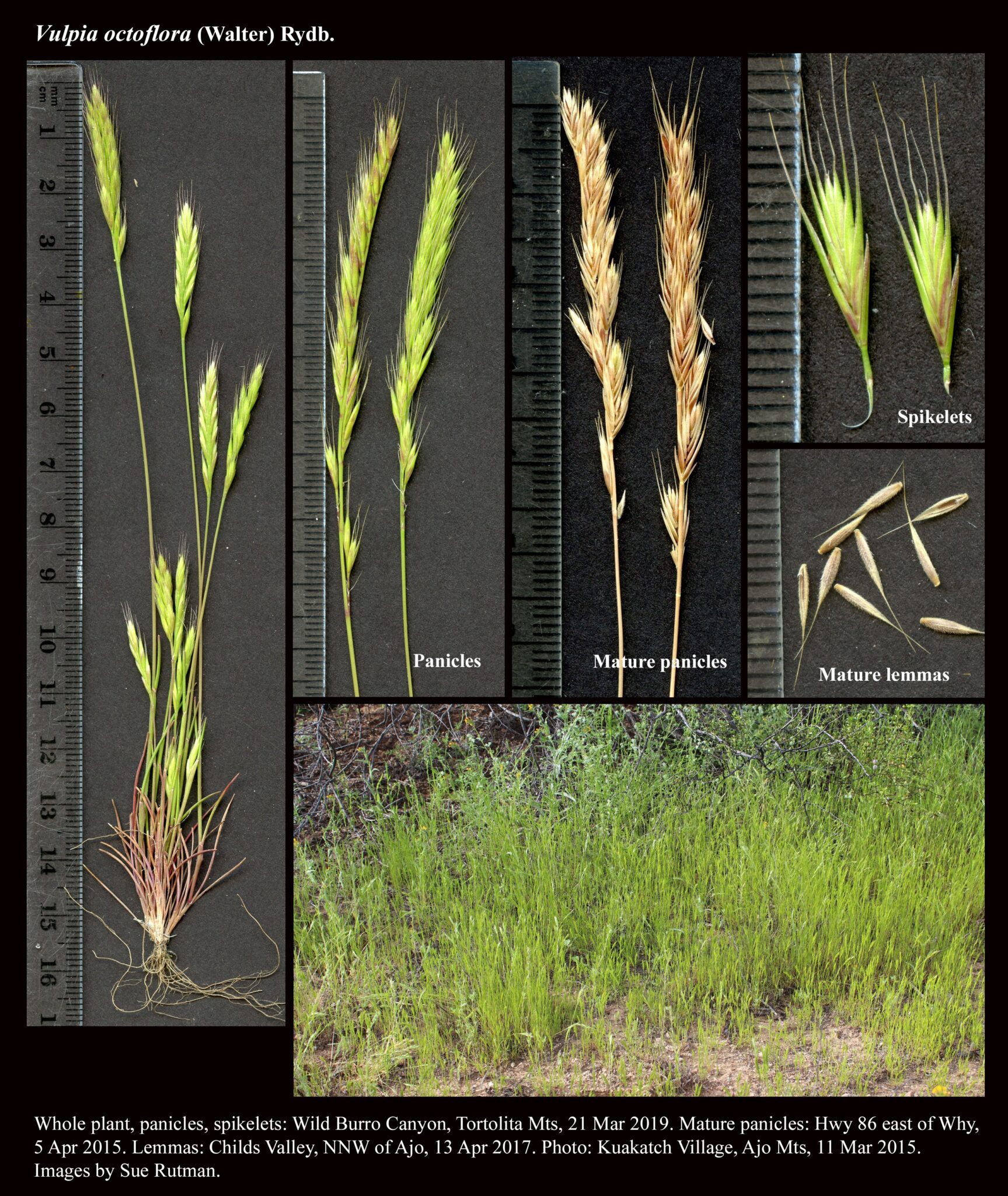 Vulpia octoflora : The Arizona Native Plant Society