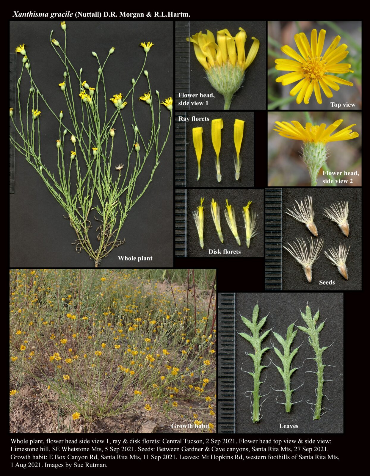 Xanthisma gracile : The Arizona Native Plant Society