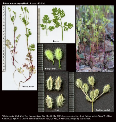 Yabea microcarpa : The Arizona Native Plant Society