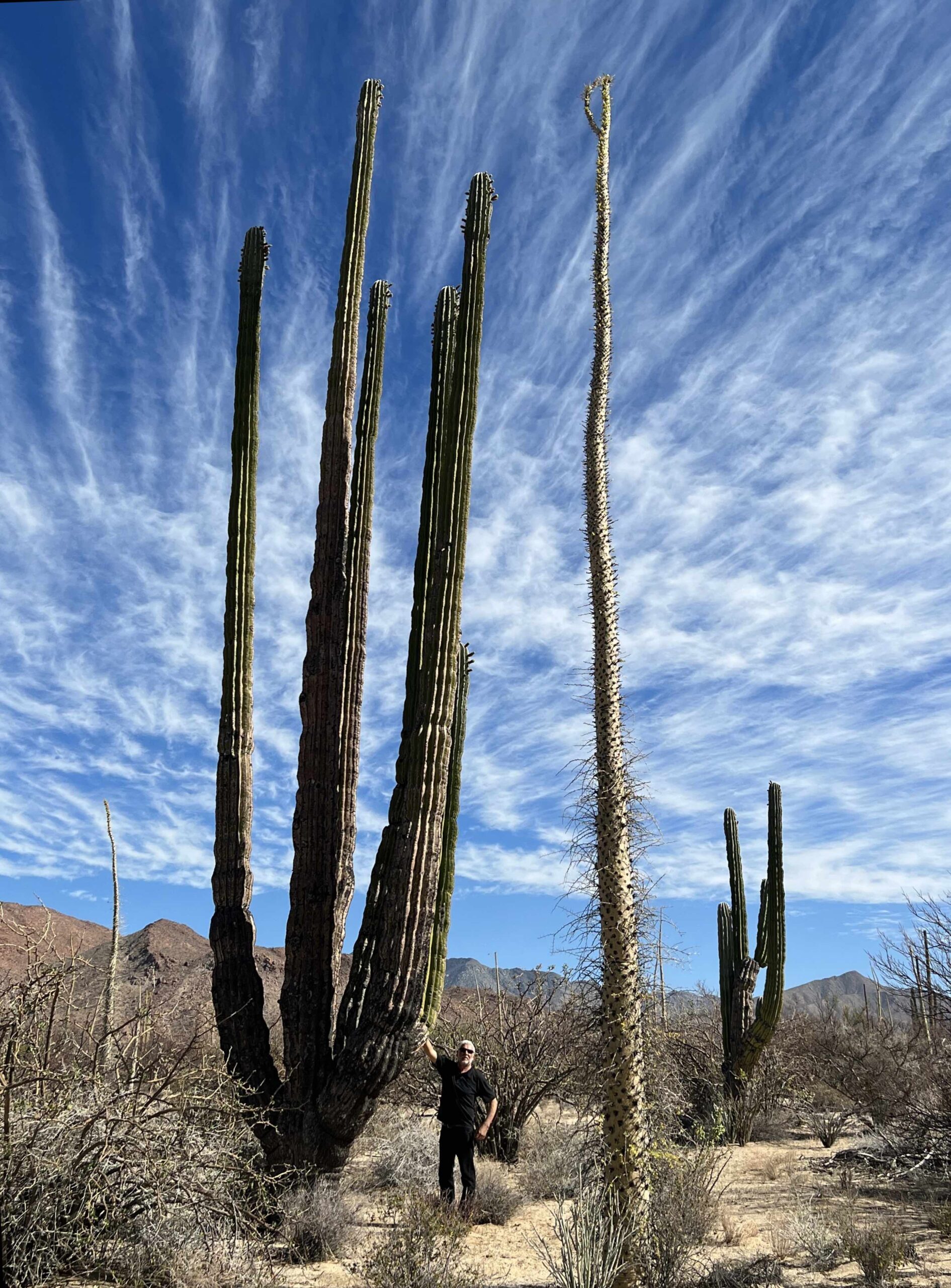 Tucson : The Arizona Native Plant Society