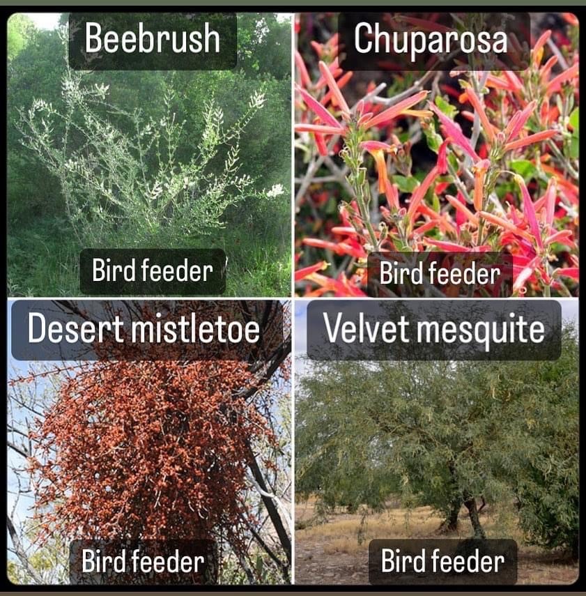 The Arizona Native Plant Society