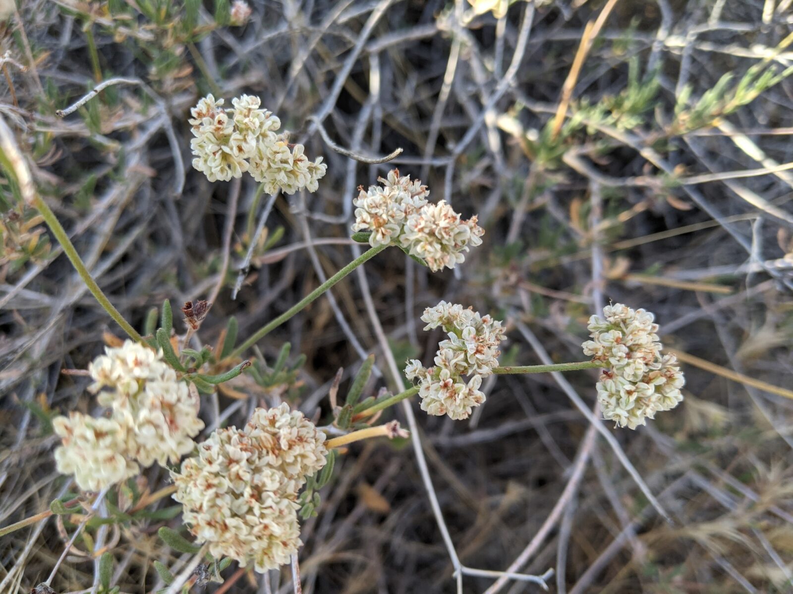 Plant Profile: Flattop Buckwheat : The Arizona Native Plant Society