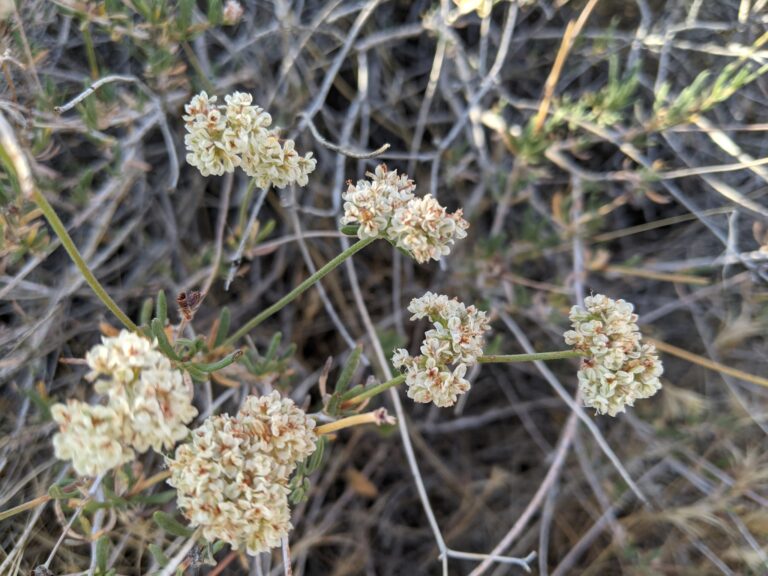 Plant Profile: Flattop Buckwheat : The Arizona Native Plant Society