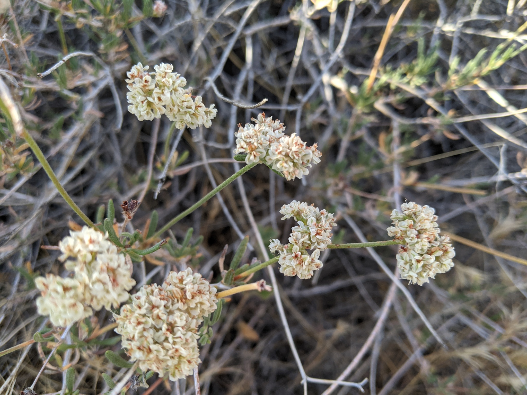 Plant Profile: Flattop Buckwheat : The Arizona Native Plant Society