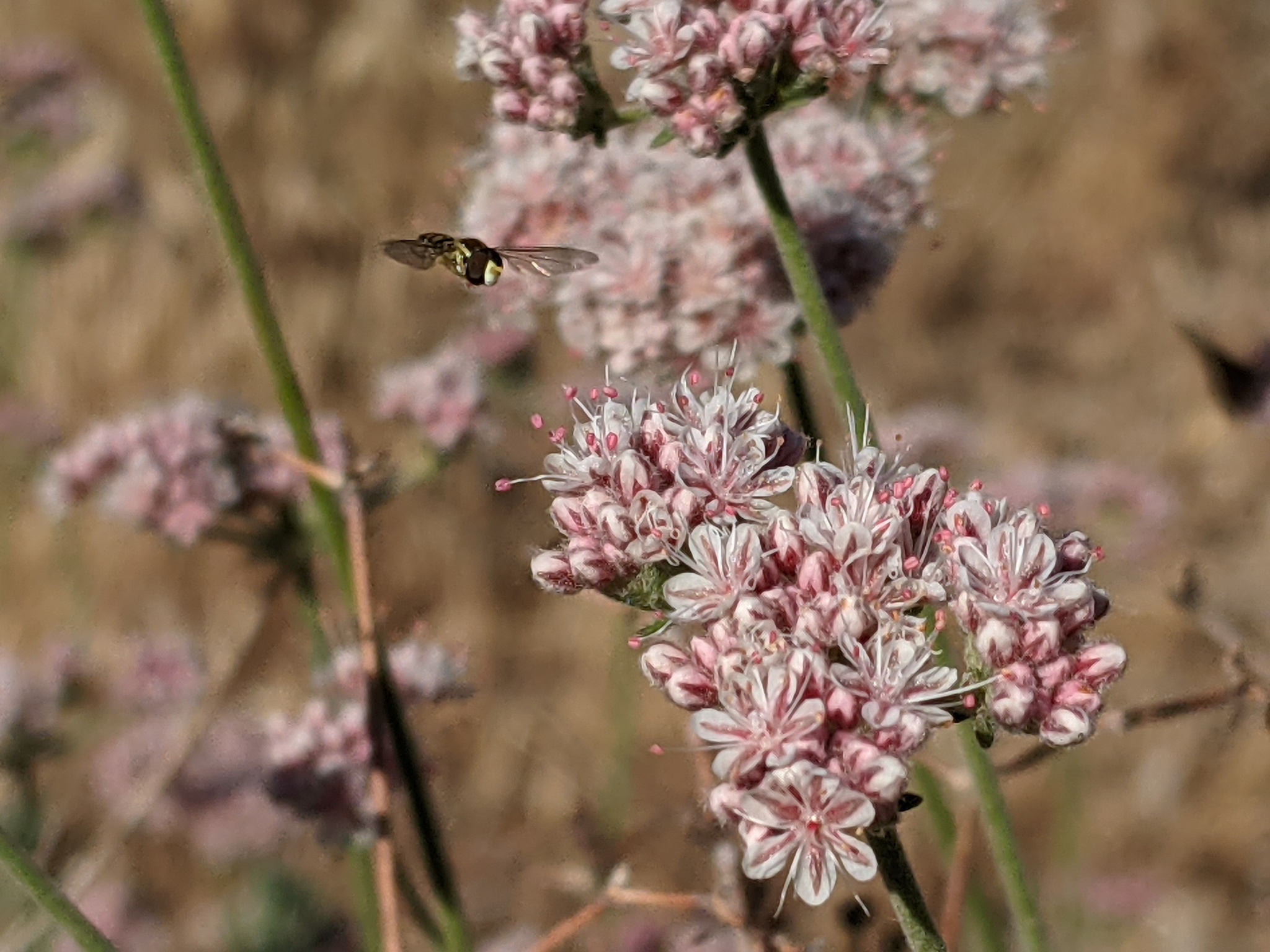 Plant Profile: Flattop Buckwheat : The Arizona Native Plant Society