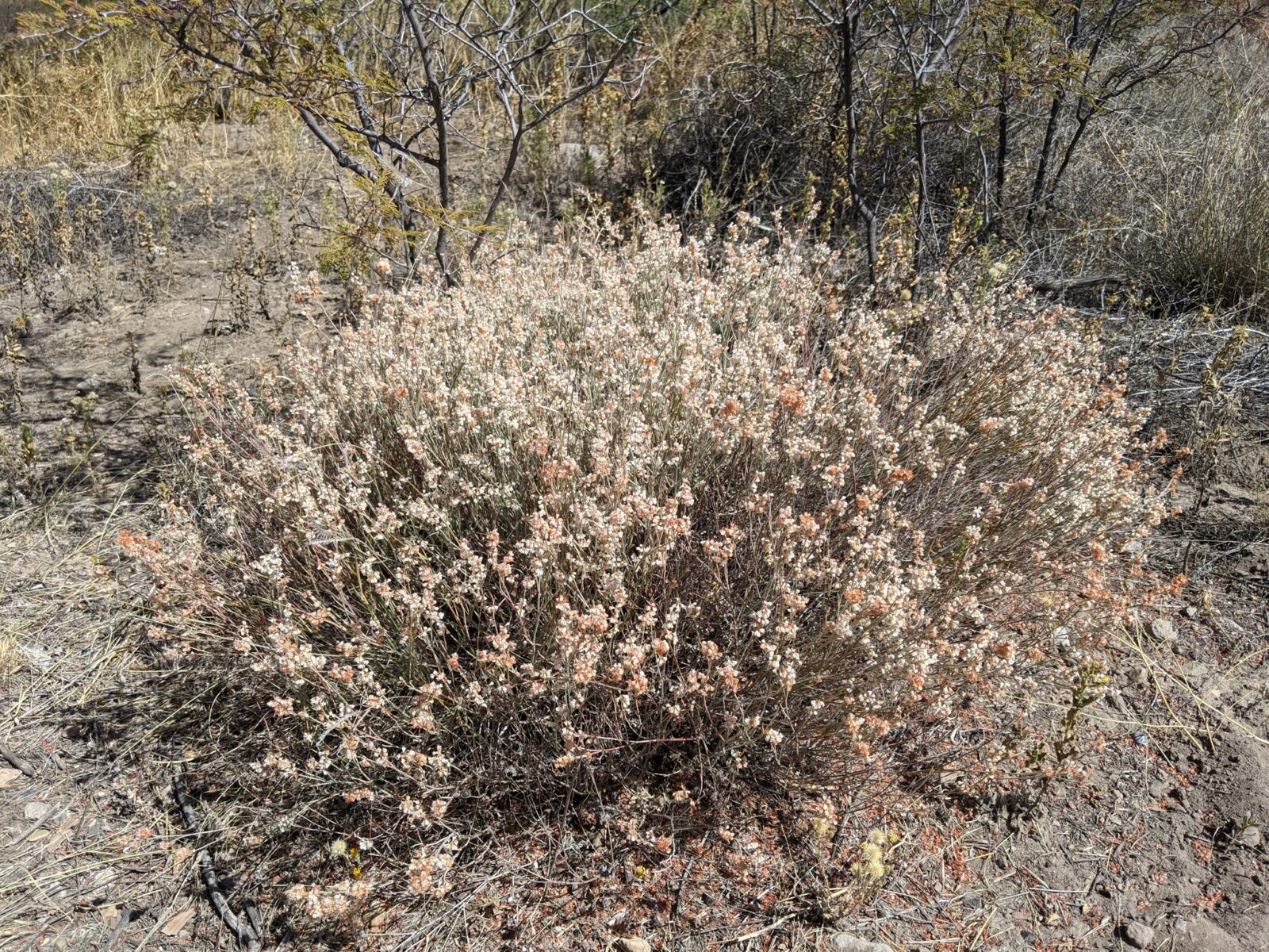 Plant Profile: Flattop Buckwheat : The Arizona Native Plant Society