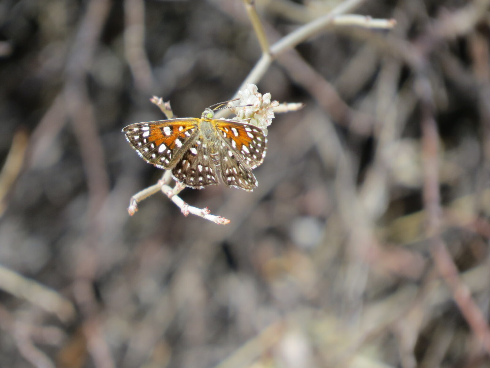 Plant Profile: Flattop Buckwheat : The Arizona Native Plant Society