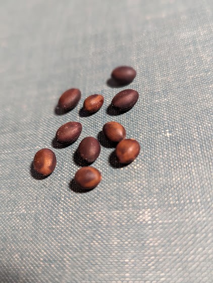 Arizona State Tree : The Arizona Native Plant Society