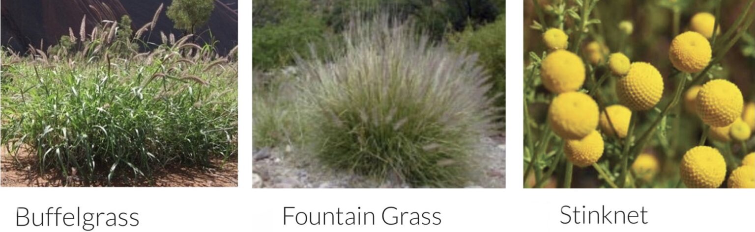 Conservation : The Arizona Native Plant Society