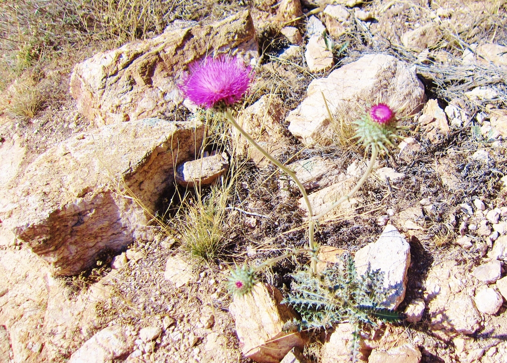 Plant Profile: New Mexico Thistle : The Arizona Native Plant Society