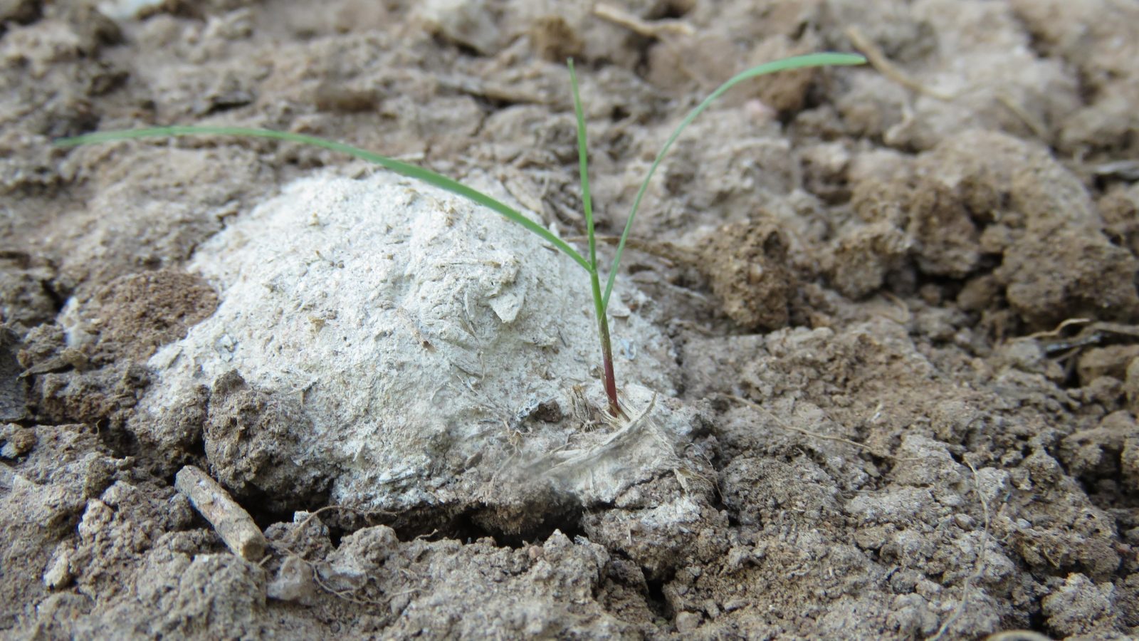 Seed Ball Project – Fall Update : The Arizona Native Plant Society