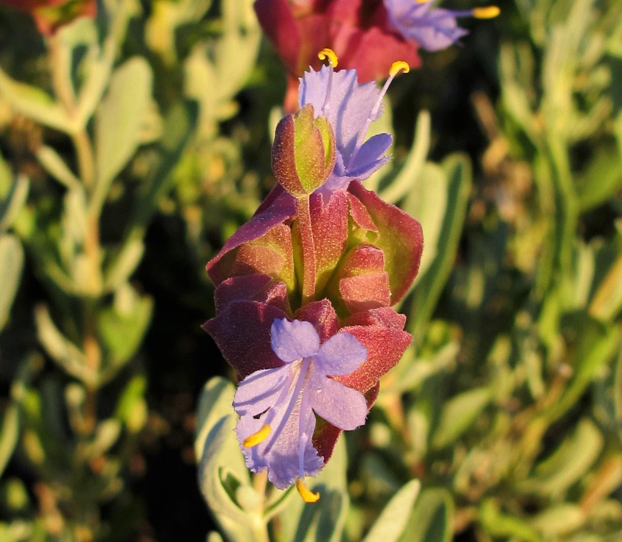 Flagstaff | The Arizona Native Plant Society
